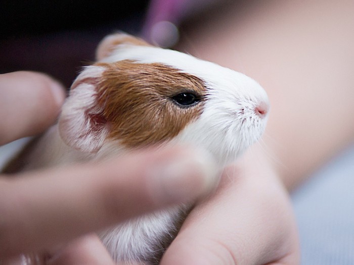Cavia | Dierenartsenpraktijk Zuidwest-Drenthe – DAPZWD